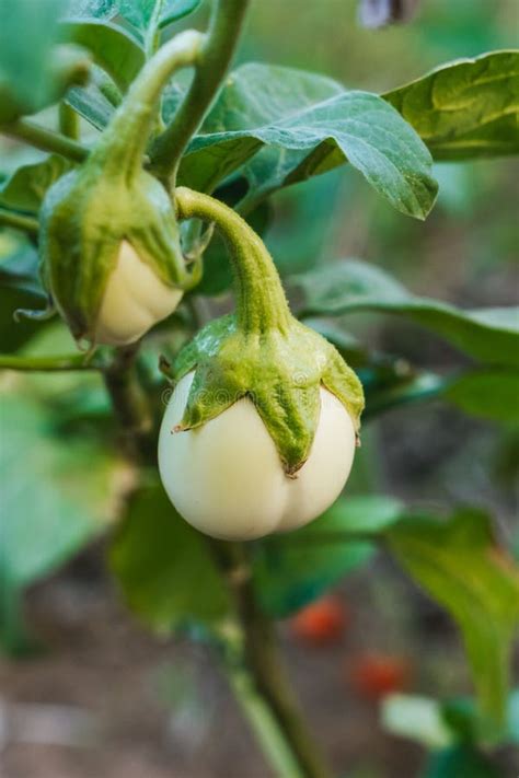 White Eggplant Growing In Garden In Italy Stock Image Image Of Grow