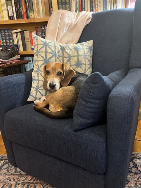 Oc Meet Bubbie The Beagle Scrolller