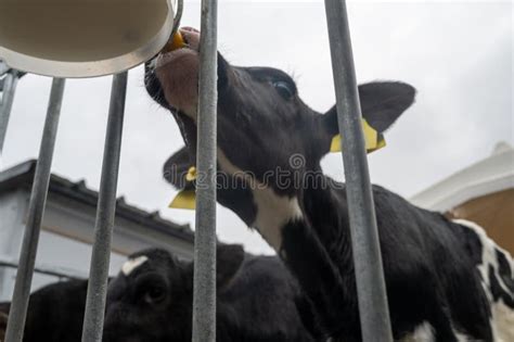 Cow Breeding Little Calfs Sucking Milk On Organic Cheese Farm In