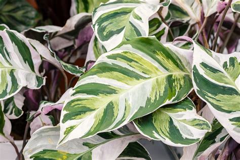 5 Of The Most Beautiful Variegated Houseplants