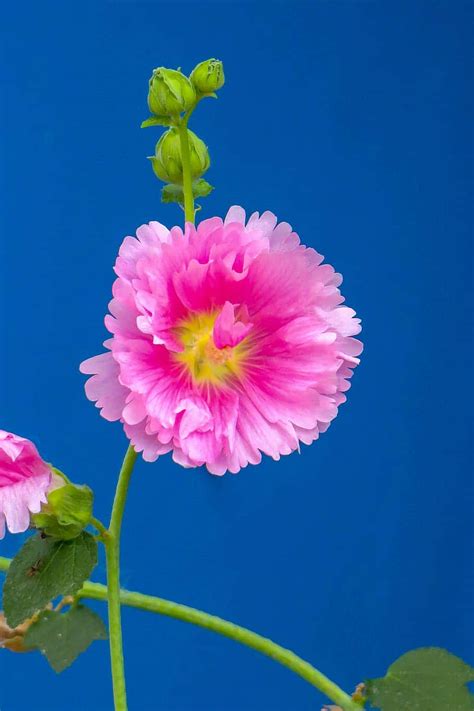 Download Wild Flowers Picture