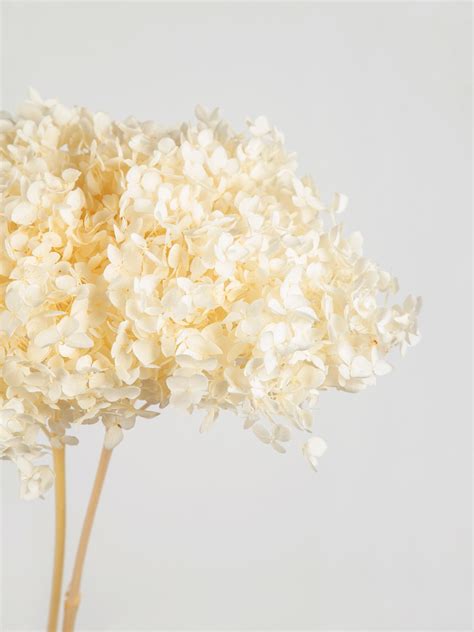 Гортензія стабілізована на гілці молочна купити за ціною 499 грн • Dfb Elements Україна