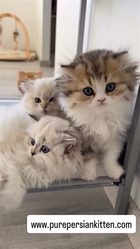 🐾 Adorable Persian Kittens Await 🐾 Meet Our Purebred Persian Kittens