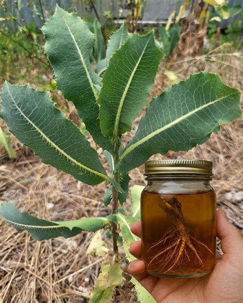 The Hidden Power Of Lactuca Serriola Root Prickly Lettuce Root
