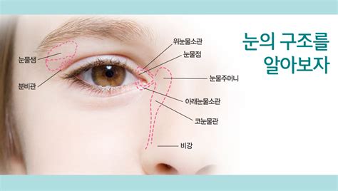 눈의 구조 메트로안과의원