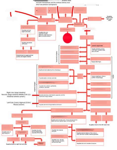 Arteries Flow Chart Diagram Quizlet