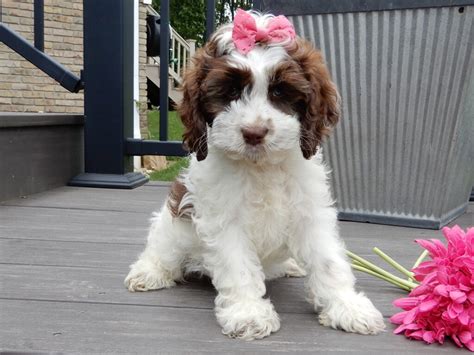 F1 Cockapoo Miss Mocha F1 Cockapoo Puppy Love Paradise