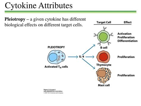 Ppt Tcr Mhc Antigen Powerpoint Presentation Free Download Id 2864089