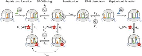 Kinetic Model For Viomycin Inhibition Of The Elongation Cycle A Download Scientific Diagram