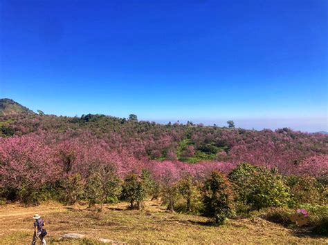 🌸อัปเดตภูลม ภูลมโล ซากุระเมืองไทย นางพญาเสือโคร่ง กกสะทอน