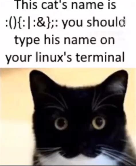 Peter I Dont Use Linux What Is The Joke Rpeterexplainsthejoke