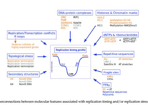 Interconnections Between Molecular Features Associated With Replication Download Scientific