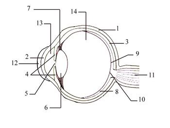Structure And Function Of The Eye By Growing Thinkers TpT