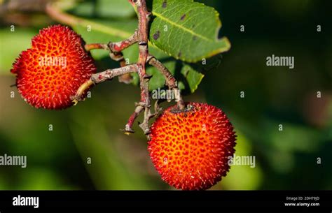 Arbutus Marina Fruit