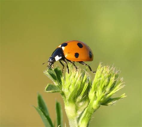 11 Dead Ladybug Spiritual Meanings And Symbolism