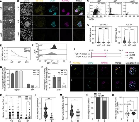 The Primitive Endoderm Supports Lineage Plasticity To Enable Regulative Development Cell