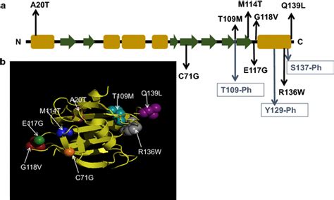 Profilin1 Protein Structure And Als Linked Mutations A Schematic