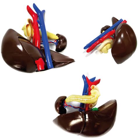 Печінка людини купити в Україні Univermagosvity