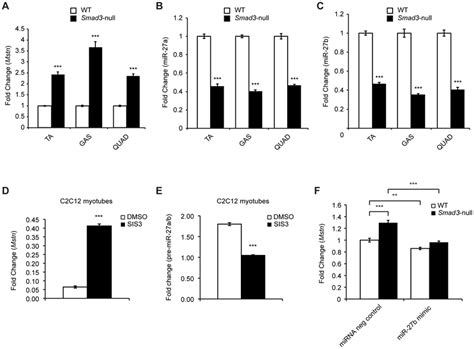 Increased Mstn Expression In Smad3 Null Mice Is Due To Reduced