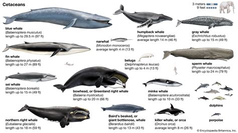 General Features Of Cetaceans Britannica