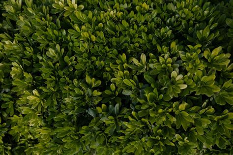 Shrub Texture