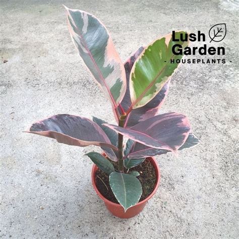 Ficus Elastica Ruby Rubber Tree 150mm Pot Indoor Live Plant Pokok Hiasan [lush Garden] Lazada
