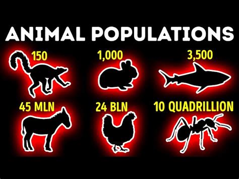 Animal Population