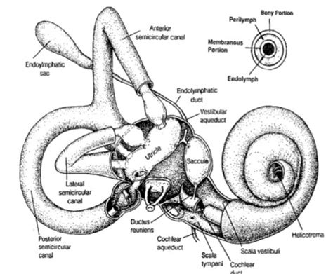 Vestibular System Peripheral And Central Anatomy Flashcards Quizlet
