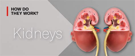 Understanding How Kidneys Work and How to Keep them Healthy