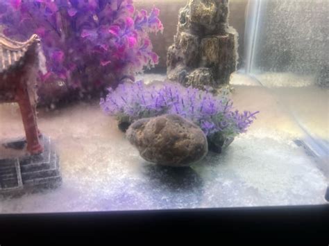 All The White Stuff From My Musk Turtle Shell Help Her Shell Has Been