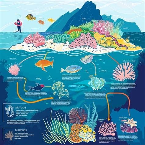 Free Vibrant Marine Ecosystem Photo Ocean Coral Reef Download At