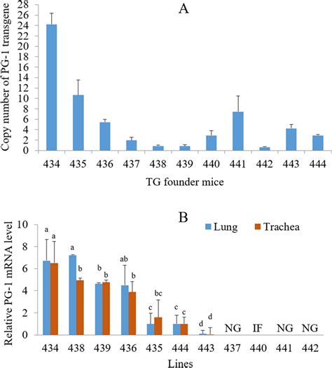 Selection Of Transgenic Mouse Lines A Analysis Of Pg 1 Transgene