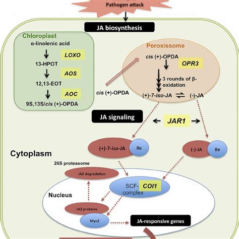 Qpcr Expression Profiling Of A Loxo B Aos C Aoc D Opr3 Associated