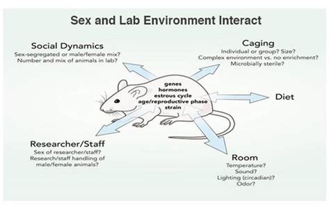 Analyzing Sex In Lab Animal Research Gendered Innovations