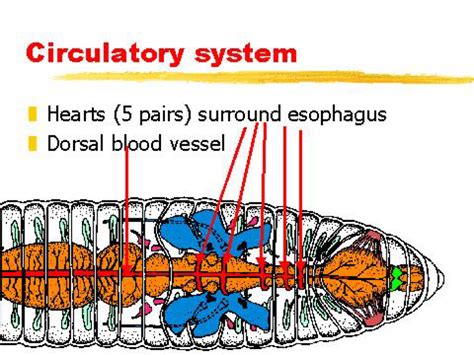 Earthworm Circulatory System