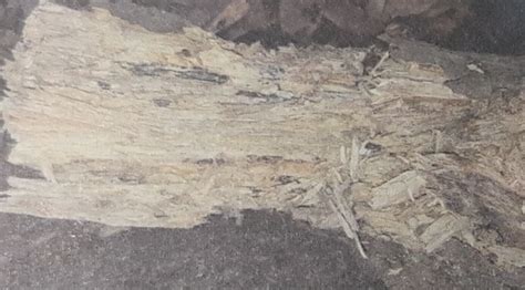 백색부후白色腐朽 White Rot 대부분 담자균문