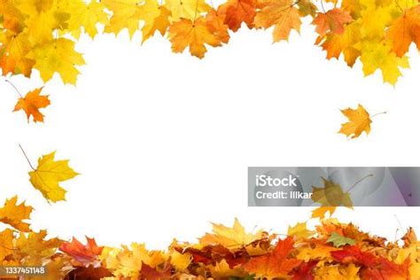 아름다운 노란색 빨간색 주황색 단풍 자연 배경 화려한 잎의 테두리 프레임 생생한 가을 색상 하얀 배경에 고립 된 가을 낙엽 가을 단풍에 대한 스톡 사진 및 기타 이미지