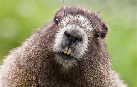 Gopher Teeth