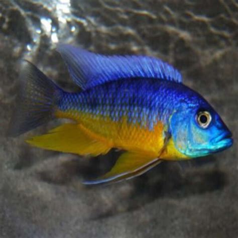 Spilonotus Tanzania African Cichlid Roxy Aquarium