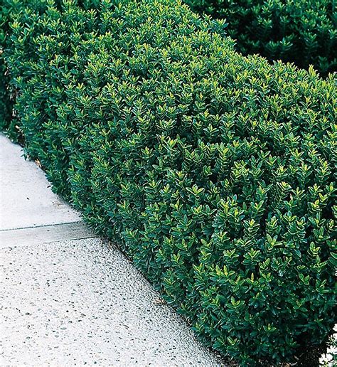 Euonymus Japonicus Box Leaf Euonymus Dwarf Japanese 51 Off