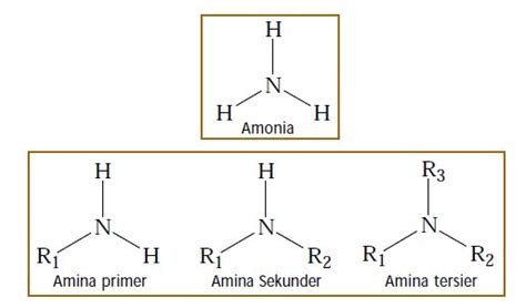 Amina – Sifat, Reaksi, Klasifikasi, Isomer, dan Kegunaan Amina - Materi ...