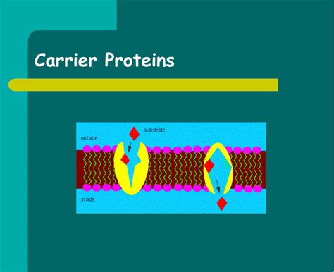 Carrier Protein Definition Biology Simple At Kai Wieck Blog