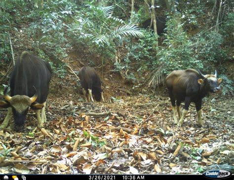 វត្តមាន នៃ កូន សត្វខ្ទីង ជាច្រើនក្នុងតំបន់ការពារធម្មជាតិ ខណៈដែលសត្វនេះ ត្រូវបានចុះបញ្ជើក្រហម ជា