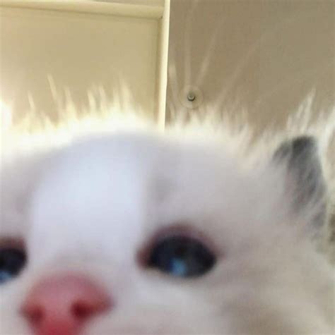 Create Meme White Cats Beautiful Kittens Cat Pictures Meme