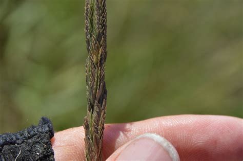 Gulf Cordgrass Search Native Plant Hub