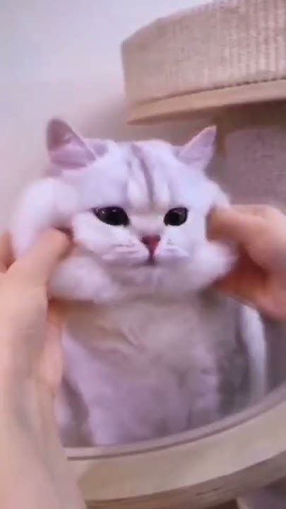 🐱 Gatos En Acción 10 Segundos De Pura Diversión Felina 🎥😸 Adorablecat Catlovers Cutekitty