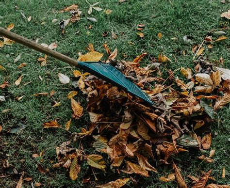 Gardeners Issued Warning About Removing Leaves From Lawns Uk