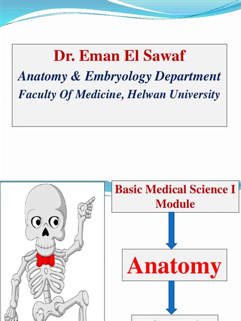 4 Embryology Lecture 4 Week 2 Of Development A Pdf Epithelium