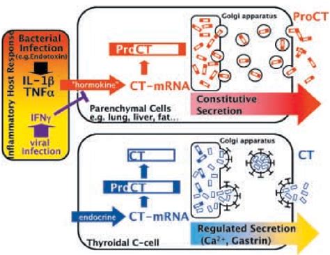 What Tube For Procalcitonin At Susan Pittman Blog