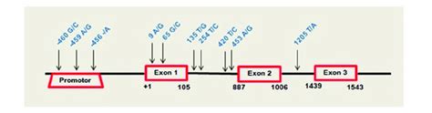 Gene Map And Snps Position In Ccl7 Mf Coding Exons Are Marked By Red